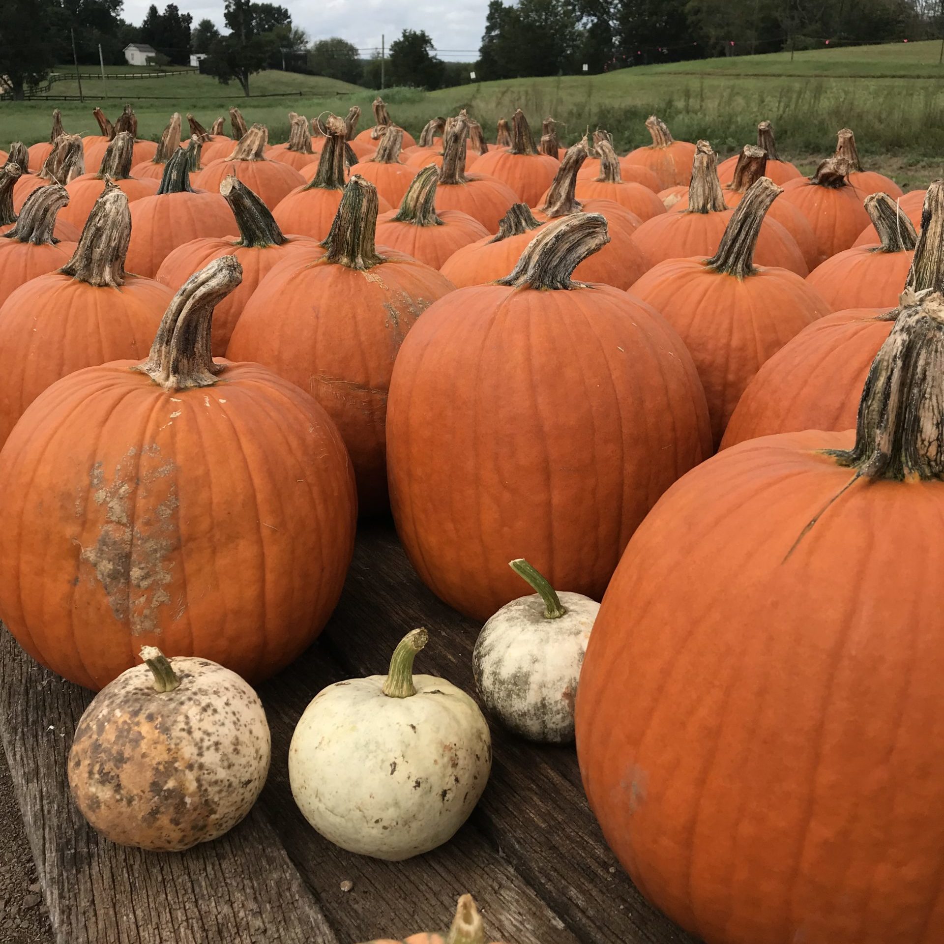 The Magic of Meandering: Autumn in Orange County · Visit Orange County ...